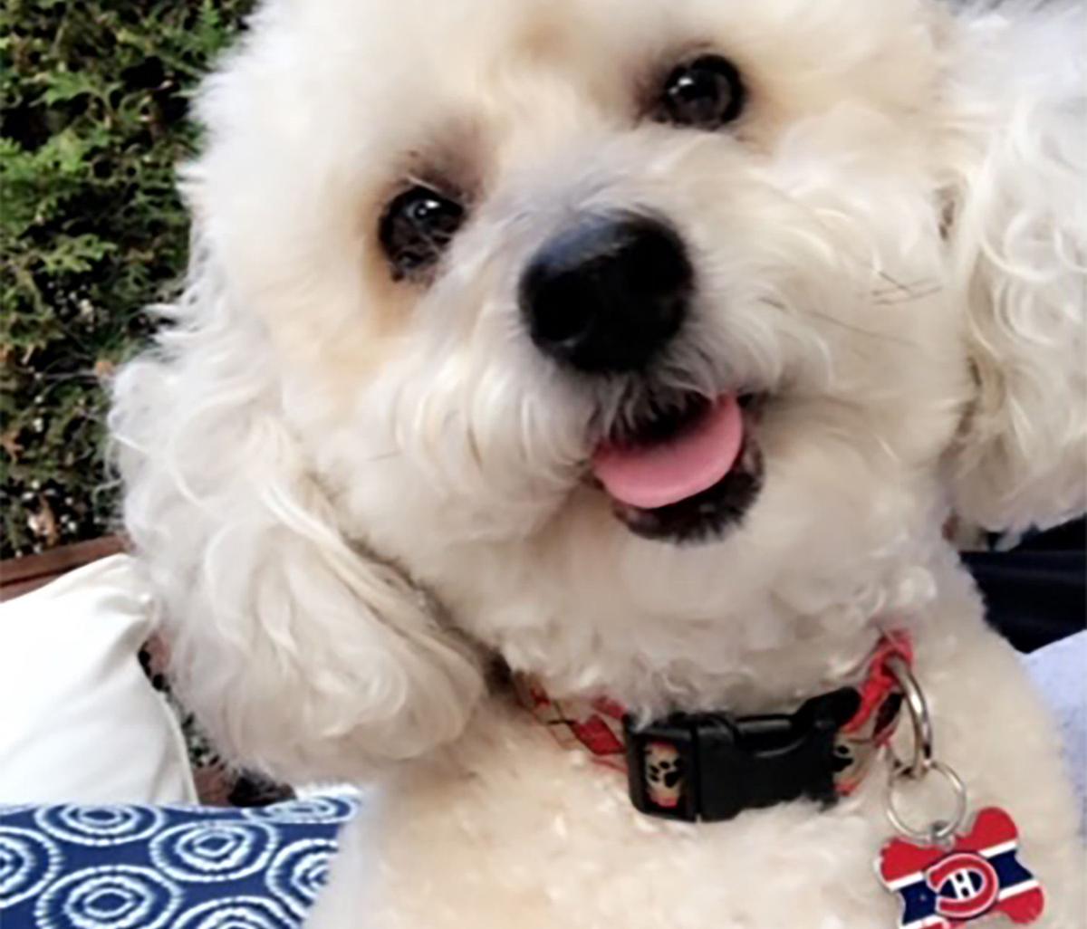 Understand This – I’m not a crazy dog person! - Suzanne Reisler Litwin